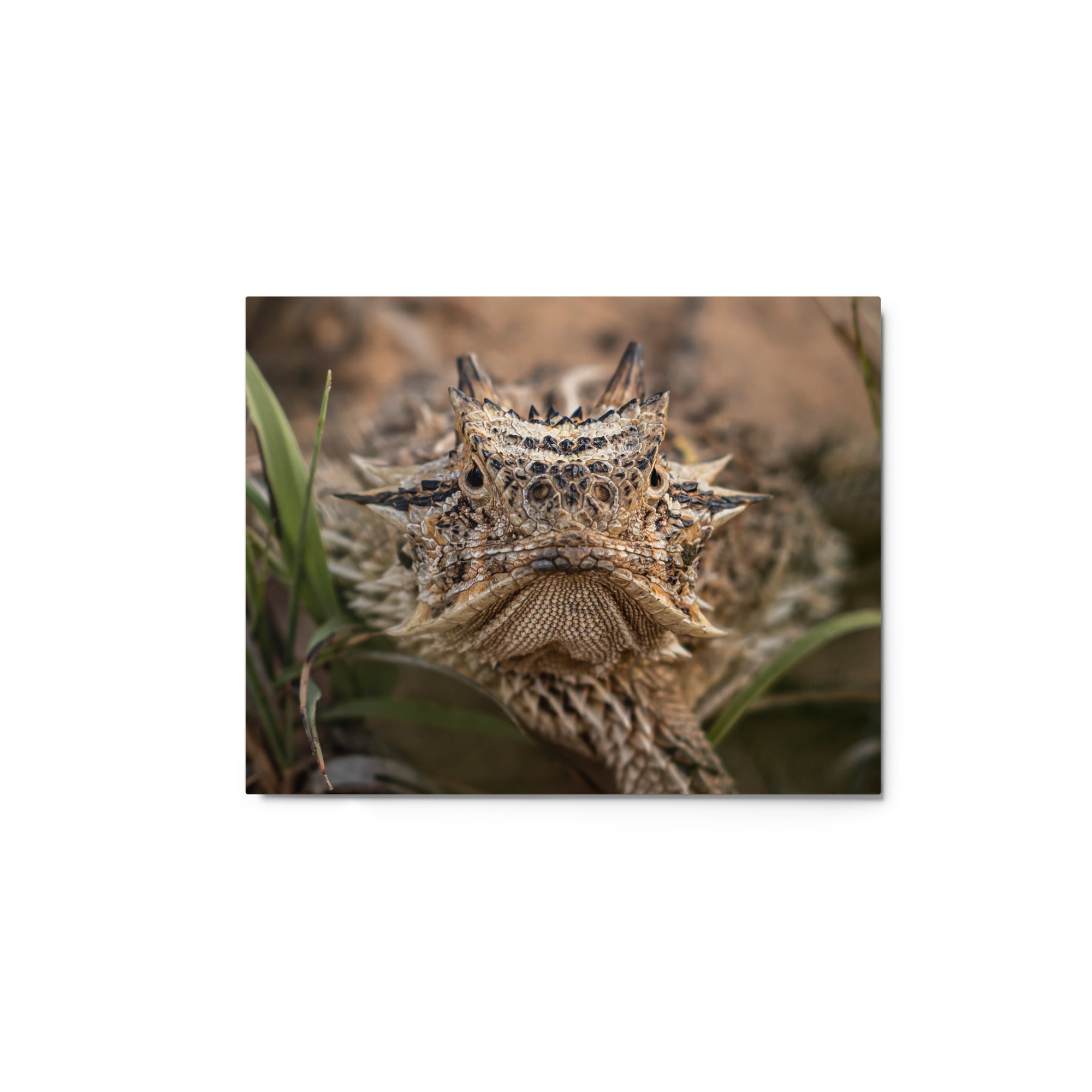 Texas Horned Lizard Stare Metal – Tony Maples Photography